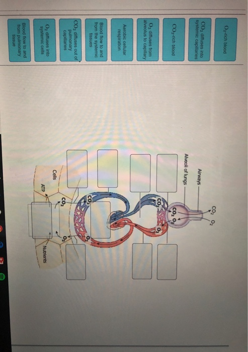Solved O2-rich blood co2 o2 CO2 diffuses into capillarie | Chegg.com
