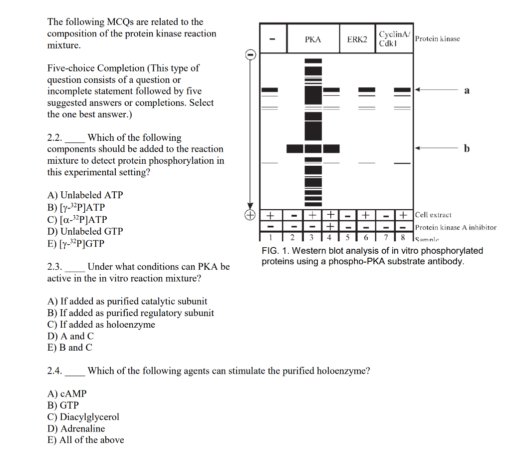 Solved As you know, protein kinase A phosphorylates amino | Chegg.com