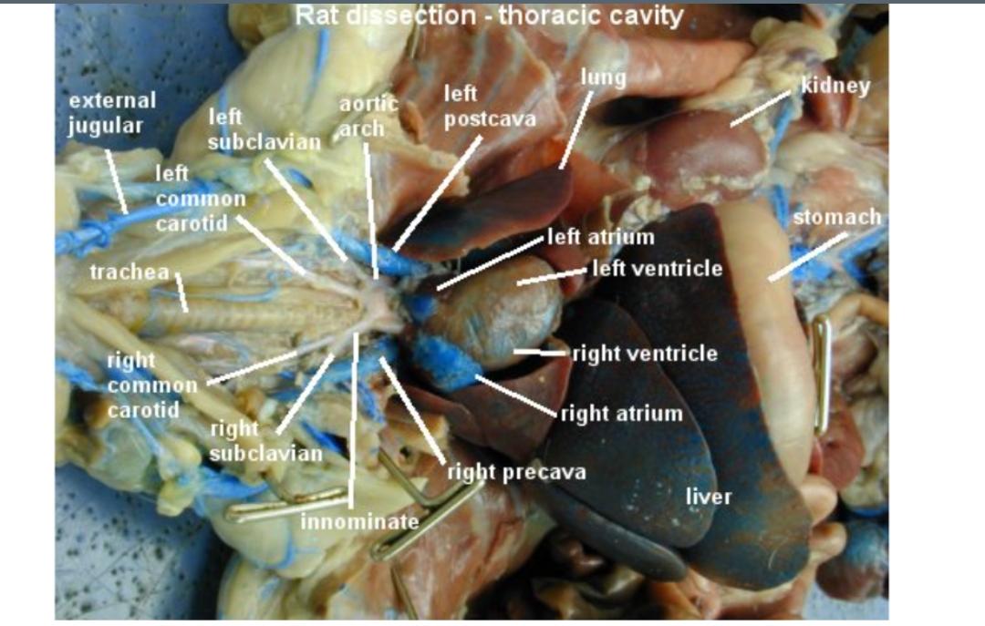 Solved Rat dissection - thoracic cavity lung kidney aortic | Chegg.com