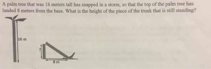 Solved A palm tree that was 16 meters tall has snapped in a | Chegg.com