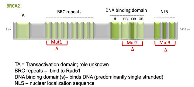 Solved The protein-coding sequence of the BRCA2 gene | Chegg.com