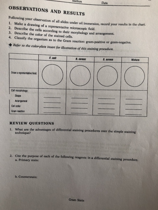 Solved Date OBSERVATIONS AND RESULTS Following your | Chegg.com