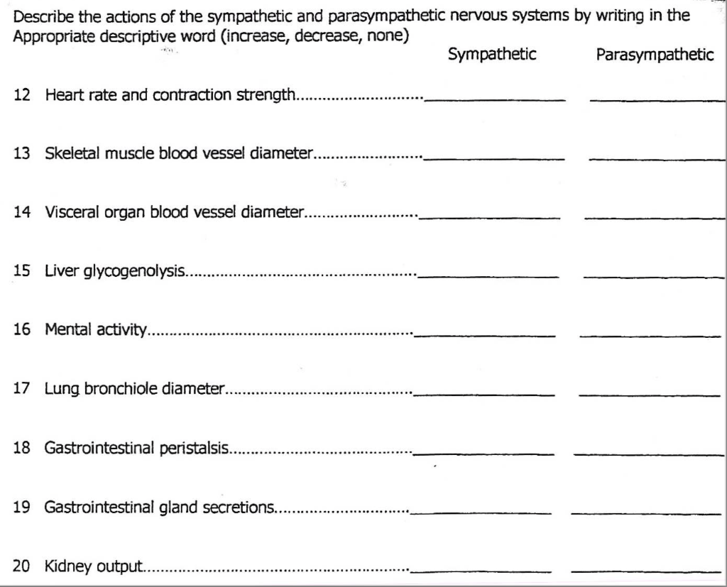 Solved Describe the actions of the sympathetic and | Chegg.com