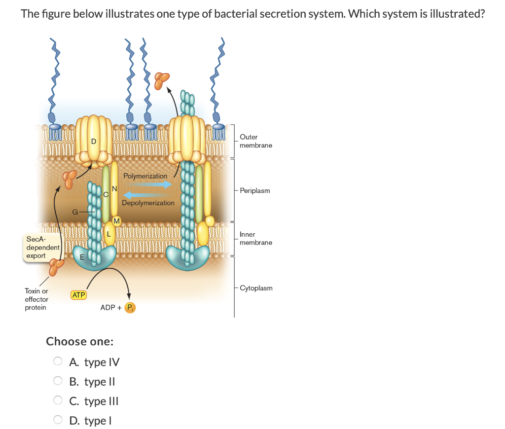 Solved The figure below illustrates one type of bacterial | Chegg.com