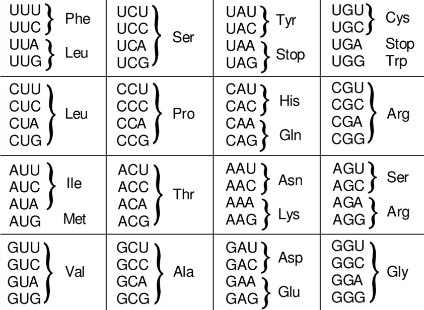Solved DNA Replication Question 4 Sequencing and Codons a) | Chegg.com