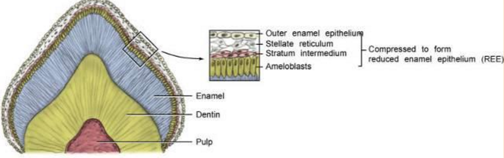 Reduced Enamel Epithelium