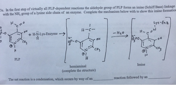 Solved 3a. In the first step of virtually all PLP-dependent | Chegg.com