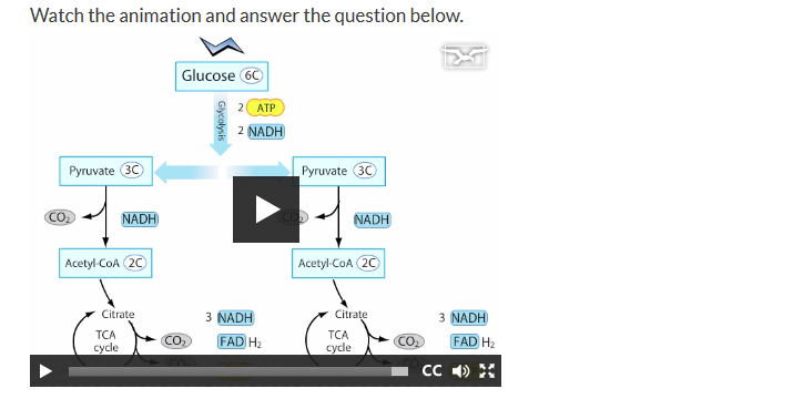 Solved Based on the animation, (A) 0 bisphosphate contains | Chegg.com
