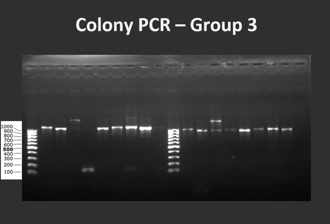 Construct a table of your Colony PCR results. For | Chegg.com
