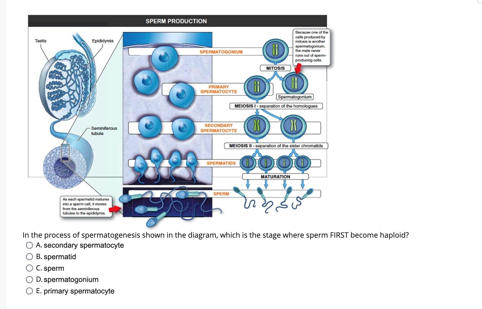 Sperm Maturation Process