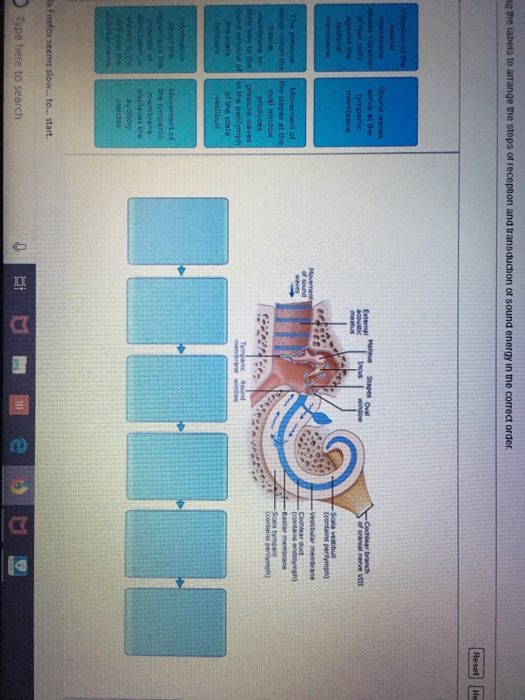 Solved e the steps ot recepion and transduchion of sound | Chegg.com