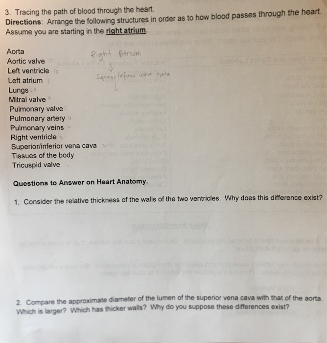 Solved 3. Tracing the path of blood through the heart | Chegg.com