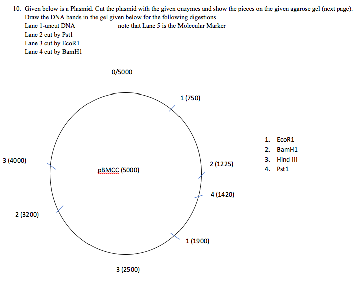 Solved 10. Given below is a Plasmid. Cut the plasmid with | Chegg.com