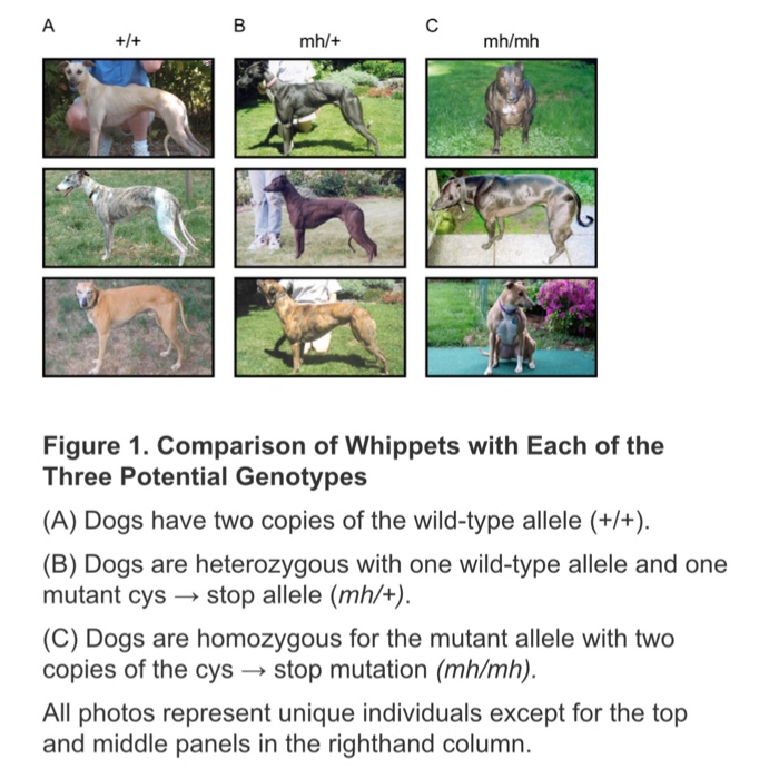 (A) Dogs have two copies of the wild-type allele | Chegg.com