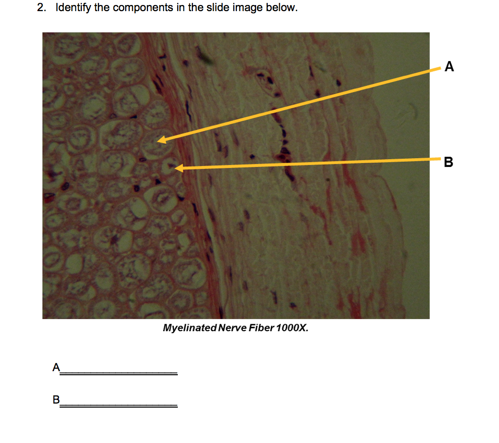 Solved 2. Identify the components in the slide image below. | Chegg.com