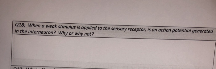 Solved Q18: When a weak stimulus is applied to the sensory | Chegg.com