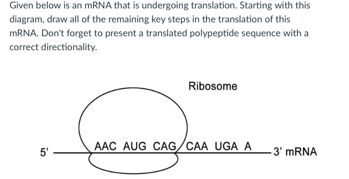 Solved Given below is an mRNA that is undergoing | Chegg.com