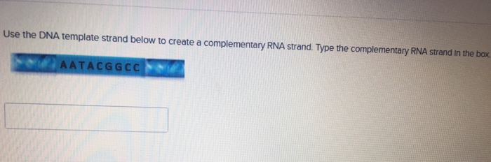 Solved Use the DNA template strand below to create a | Chegg.com