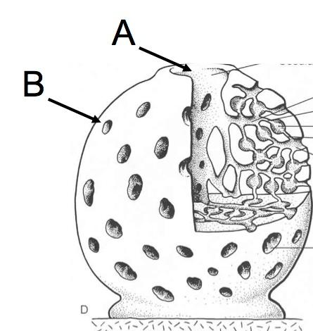 Solved The function of the structures above The opening | Chegg.com