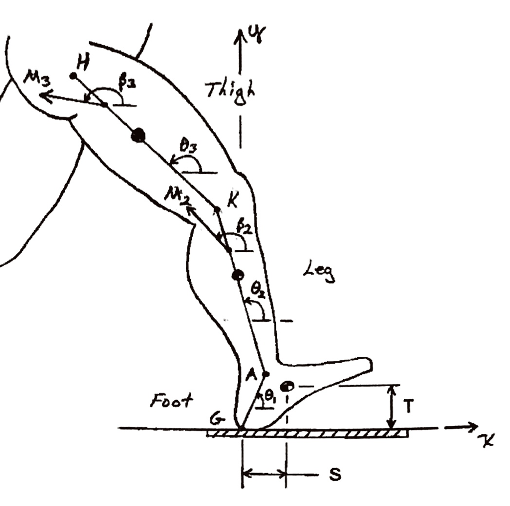 forces and the net moment at the ankle on the foot, | Chegg.com