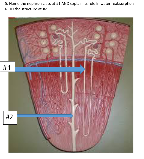 Solved 5. ﻿Name the nephron class at \#1 ﻿AND explain its | Chegg.com