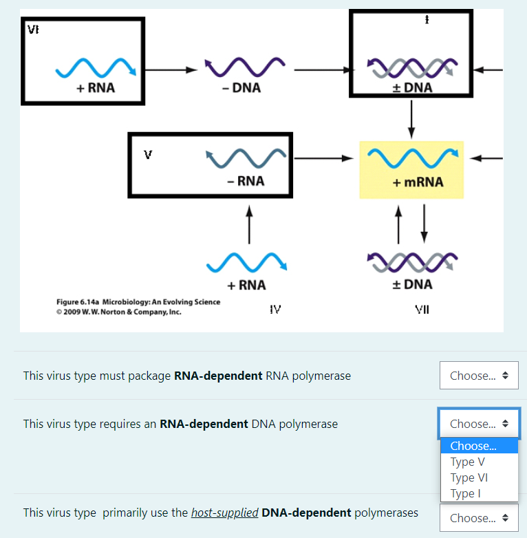 There are 7 viral genome types that can be | Chegg.com