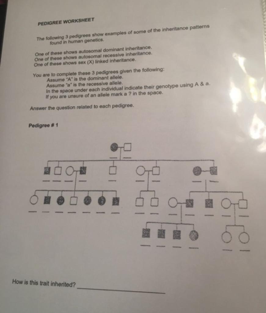 Solved PEDIGREE WORKSHEET The following 3 pedigrees show | Chegg.com
