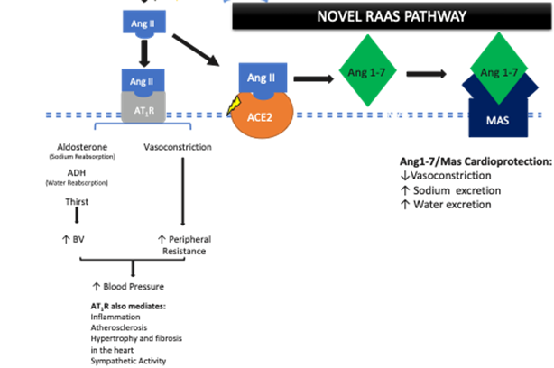 Solved SARS-CoV-2 uses the human ACE2 receptor protein to | Chegg.com