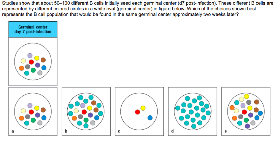 Solved Studies show that about 50–100 different B cells | Chegg.com