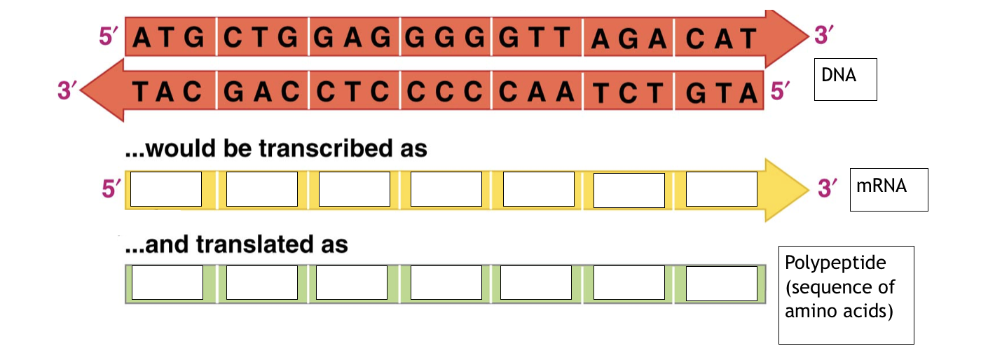 Solved 5' ATG CTG GAGGGGGTT AGA CAT 3 DNA 3 TAC GAC | Chegg.com Solved 5' ATG CTG GAGGGGGTT AGA CAT 3 DNA 3 TAC GAC | Chegg.com