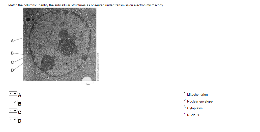 Solved Match the columns: Identify the subcellular | Chegg.com