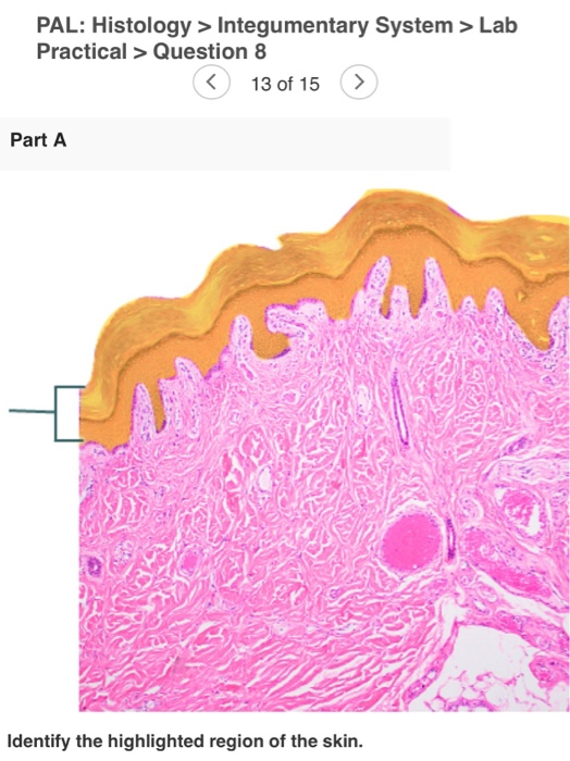Solved Pal Histology Integumentary System Lab Practic - vrogue.co Solved Pal Histology Integumentary System Lab Practic - vrogue.co