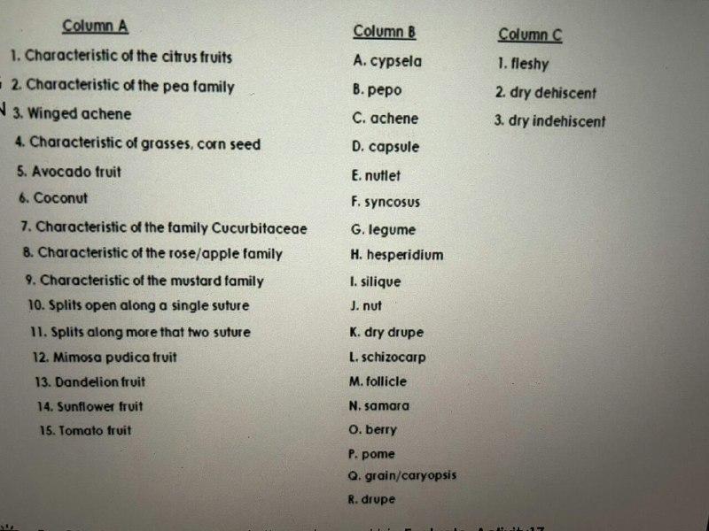 Solved Column C Column B A. cypsela Column A 1. | Chegg.com
