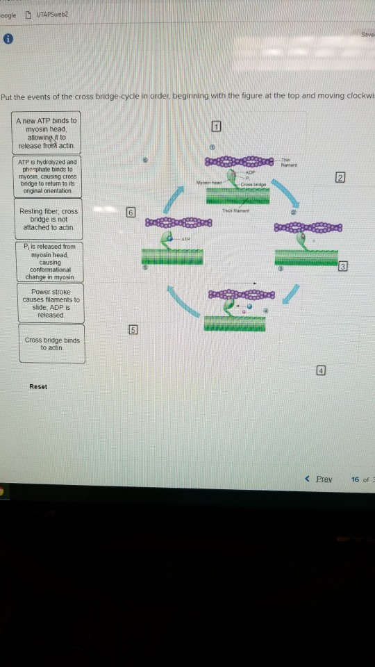 Solved oogle D UTAPSweb Put the events of the cross | Chegg.com