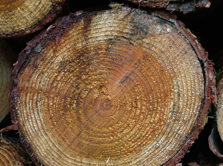 Examine the cross-section photo below. You should | Chegg.com
