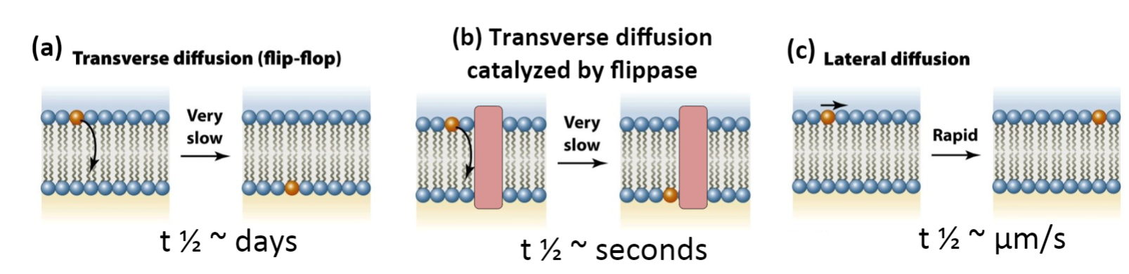 Solved 1. What is the meaning of this figure? Provide | Chegg.com