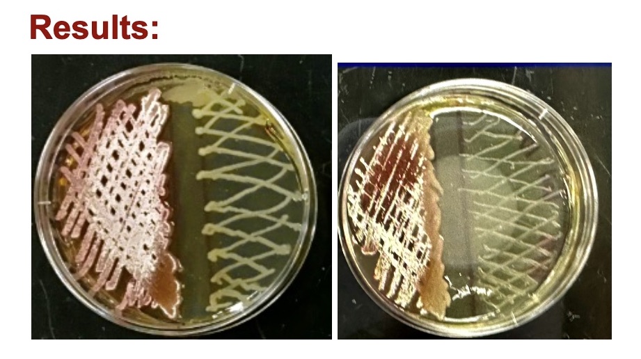Solved Interactions between soil bacteria LabWhat | Chegg.com