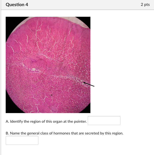 Solved A. Identify the region of this organ at the pointer. | Chegg.com