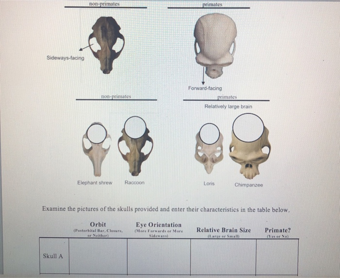 Solved Primate characteristics: Nails instead of claws | Chegg.com
