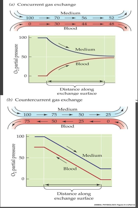 (a) Concurrent gas exchange (b) Countercurrent gas | Chegg.com