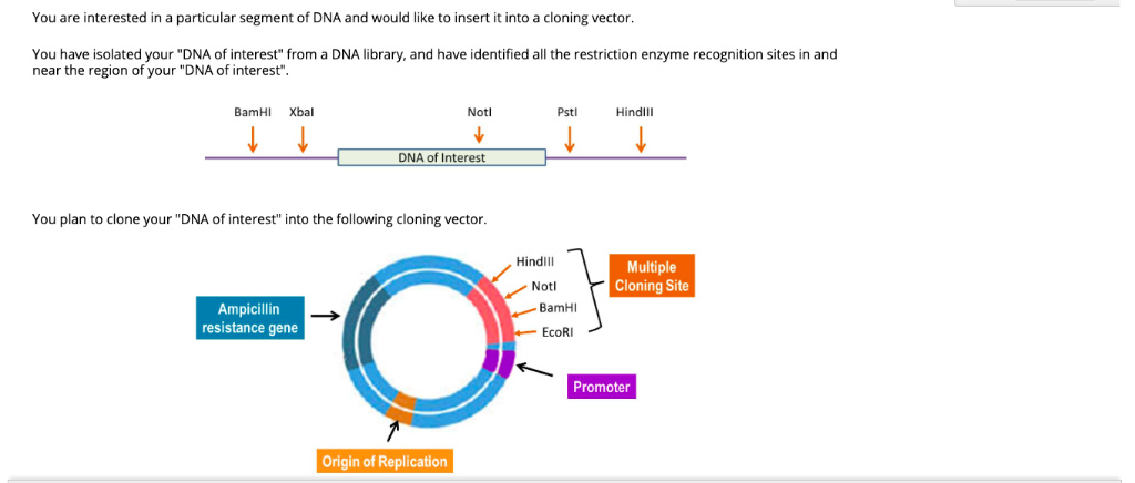 Solved You are interested in a particular segment of DNA and | Chegg.com