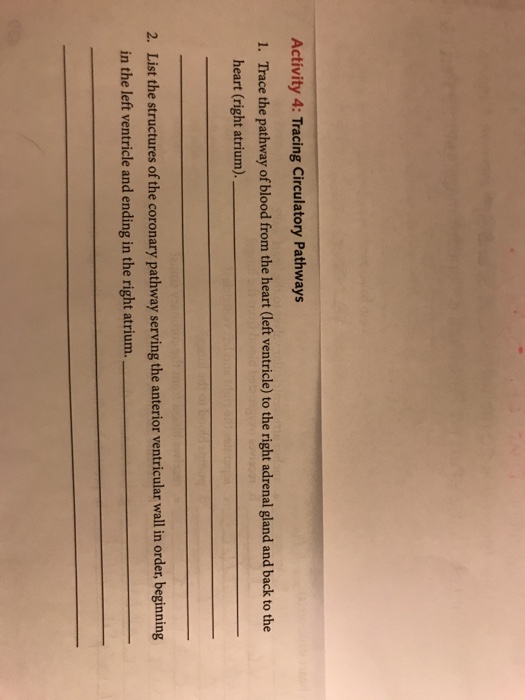 Solved Activity 4: Tracing Circulatory Pathways 1. Trace the | Chegg.com