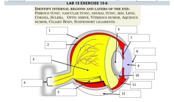 Solved LAB 13 EXERCISE 13-6 IDENTIFY INTERNAL REGIONS AND | Chegg.com