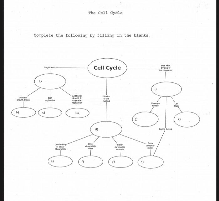 Solved The Cell Cycle Complete the following by filling in | Chegg.com