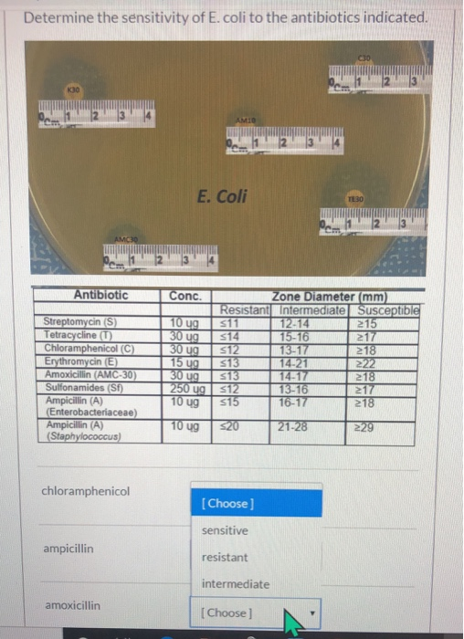 Solved Determine the sensitivity of E.coli to the | Chegg.com