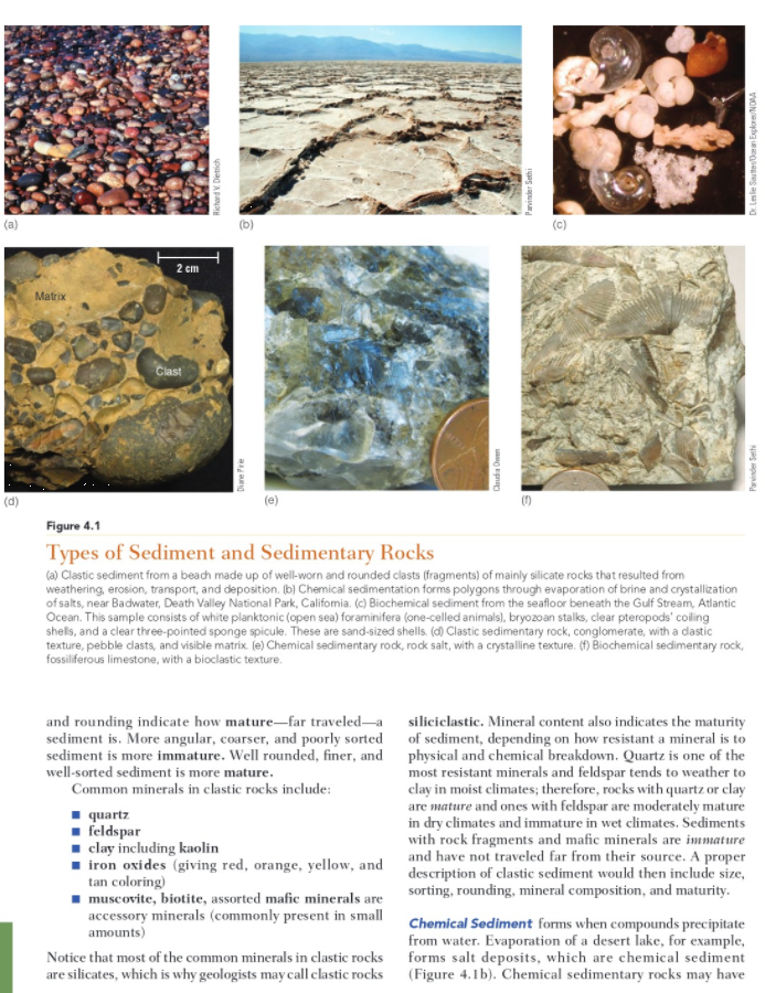 Solved LAB 4 Sedimentary Rocks OBJECTIVES To understand how | Chegg.com