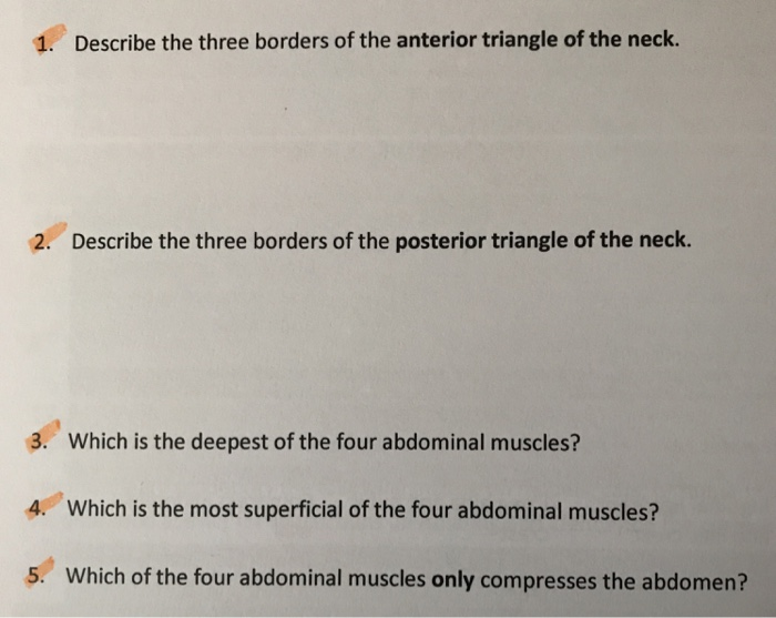 Solved 1. Describe the three borders of the anterior | Chegg.com
