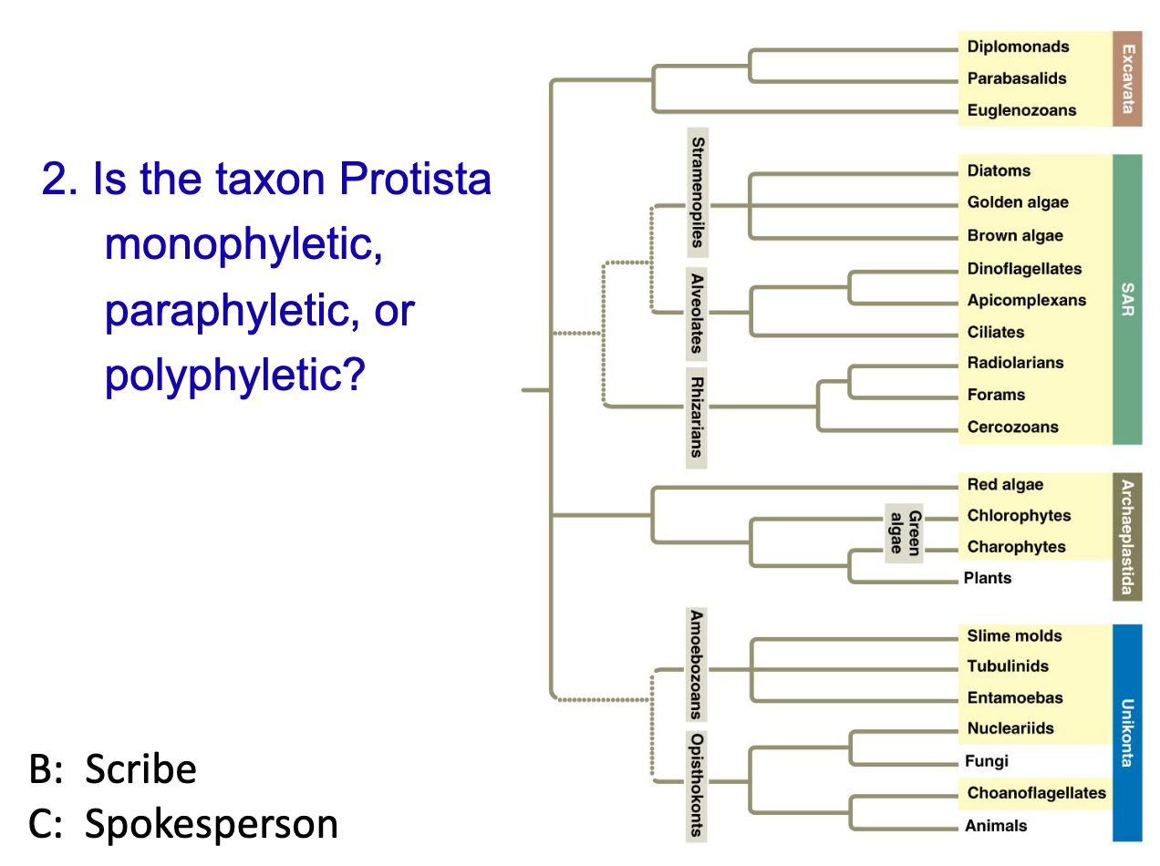 Solved Diplomonads Parabasalids Excavata Euglenozoans | Chegg.com