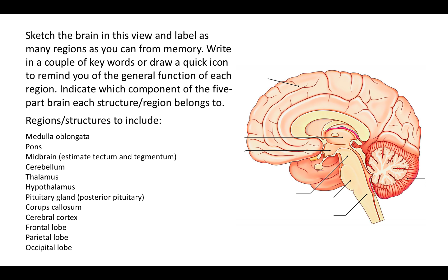 Solved Sketch the brain in this view and label as many | Chegg.com