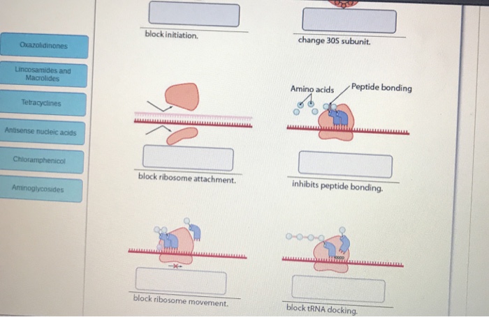 Solved label each figure with the class of antimicrobial | Chegg.com